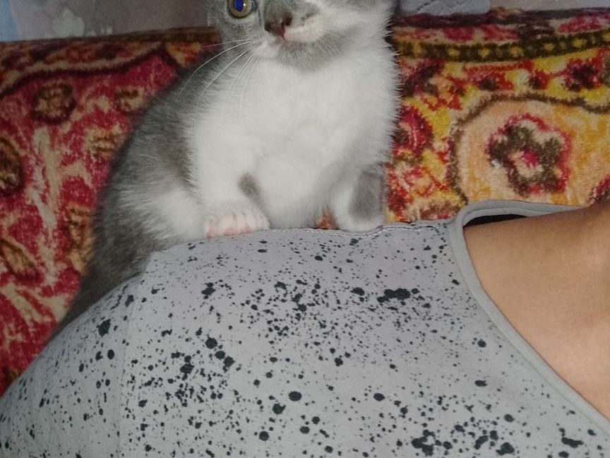 Котята вислоухие