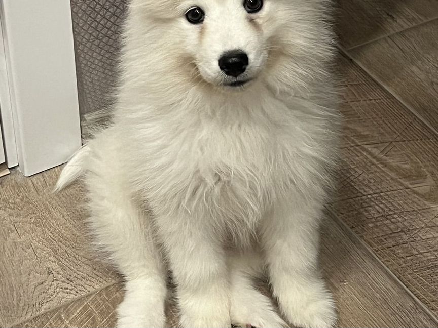Самоедская лайка щенки