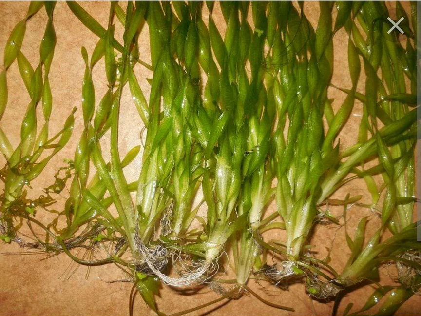 Аквариумные растения