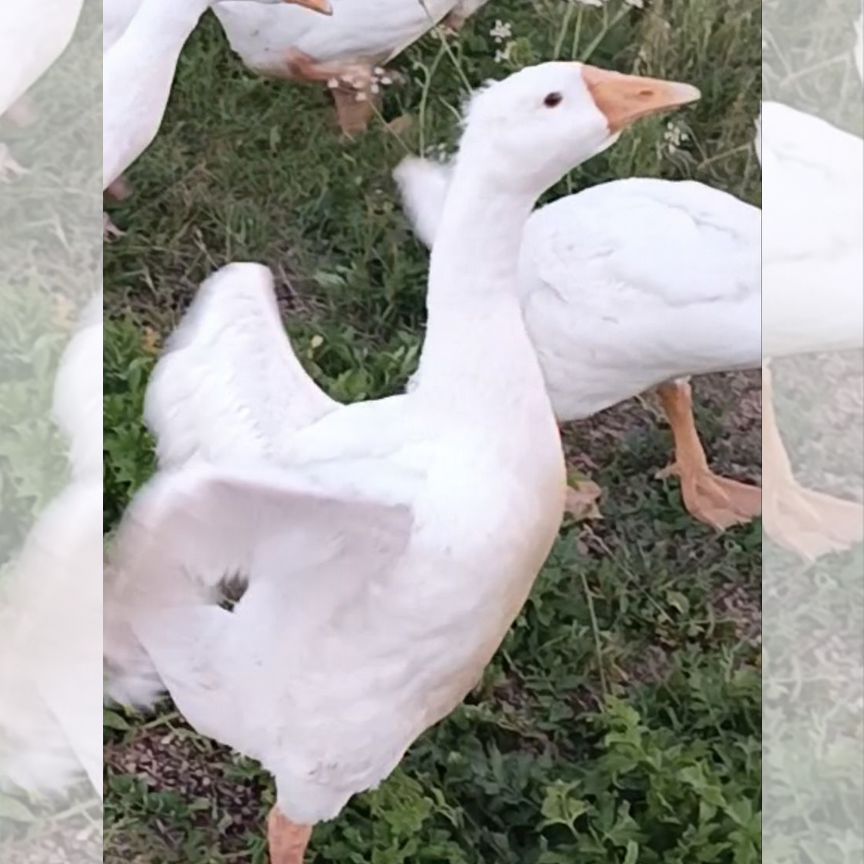Гусь Линда