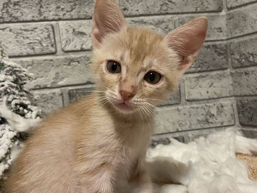 Котенок мальчие Баксик