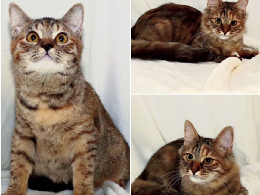 Котята, малышки в добрые руки, ищут семью