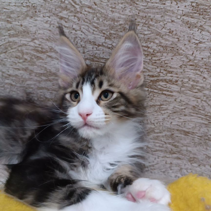 Котята мейн-кун