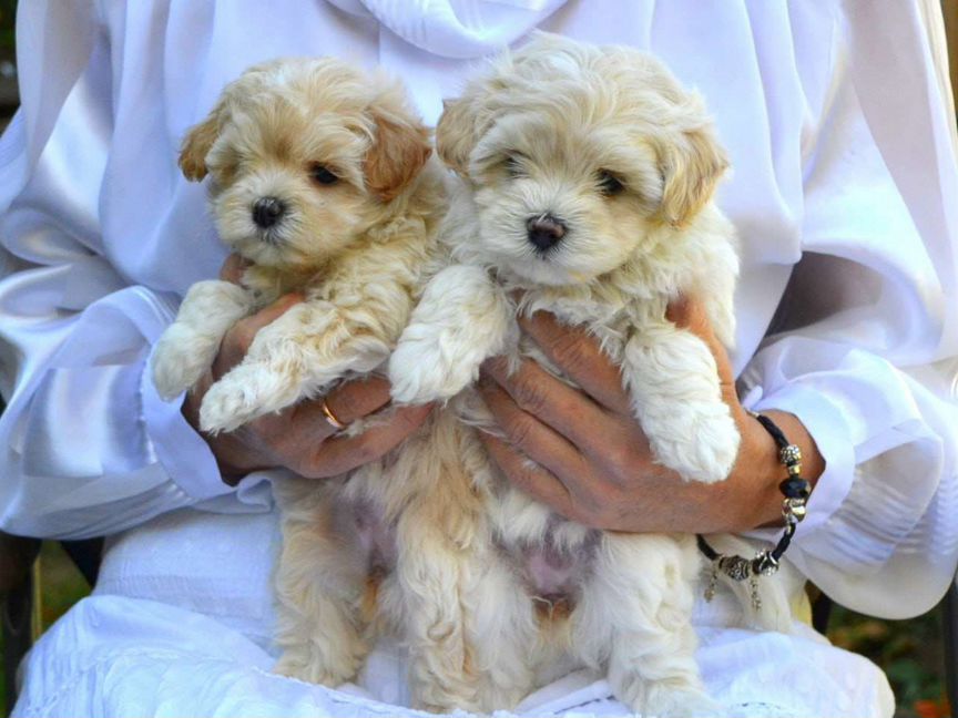 Щенки мальтипу f1