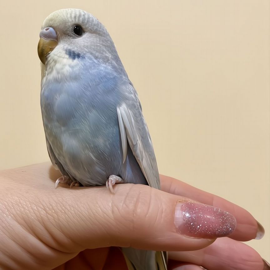 Птенец волнистый попугай девочка