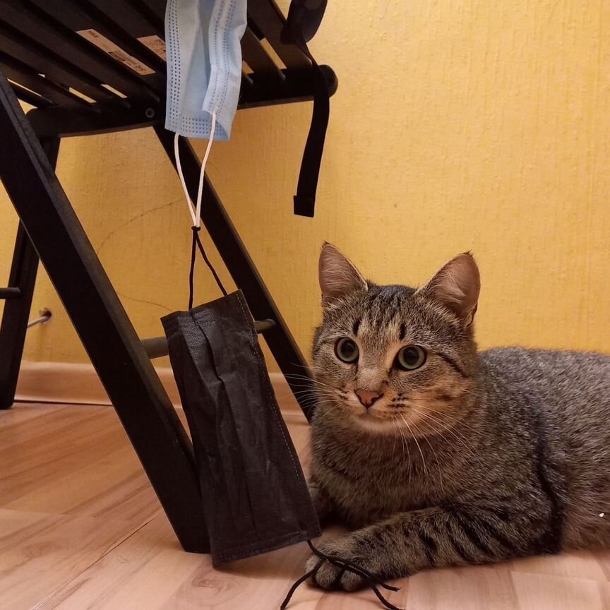 Взрослый кот в добрые руки