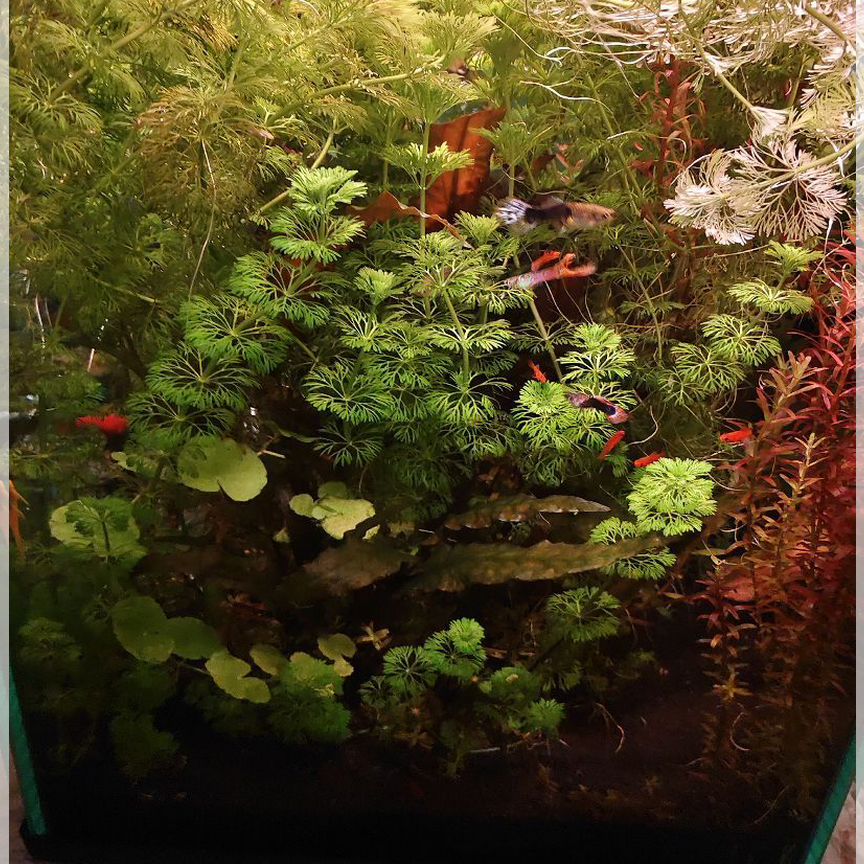 Кабомба растение