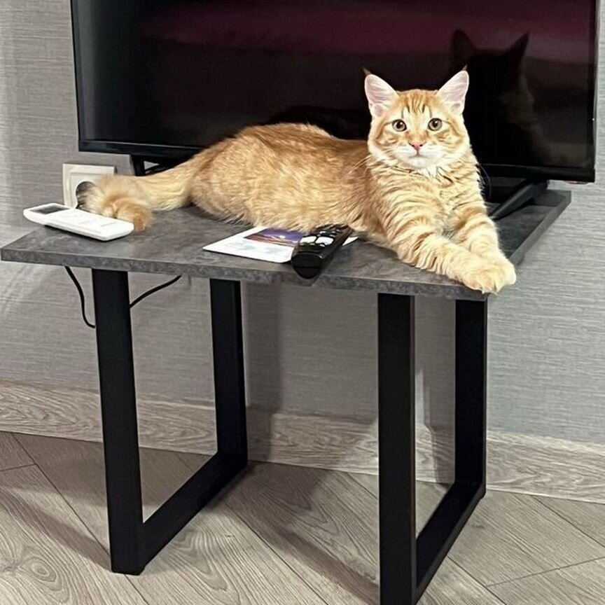 Ищем невесту,порода мейн кун и лесная