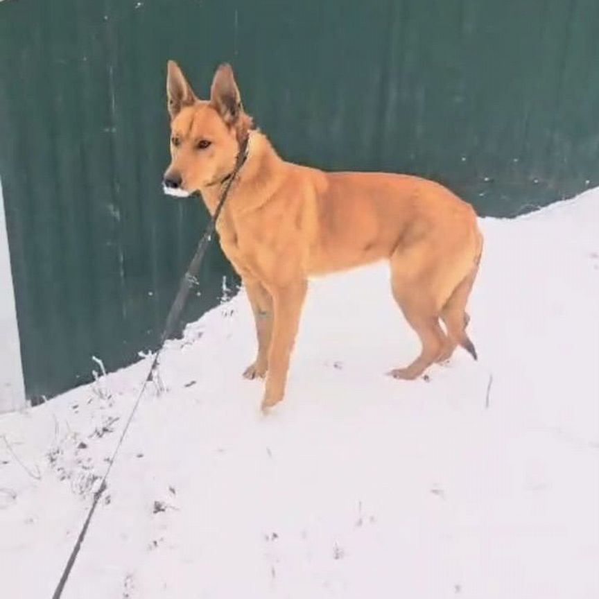 Найдена собака