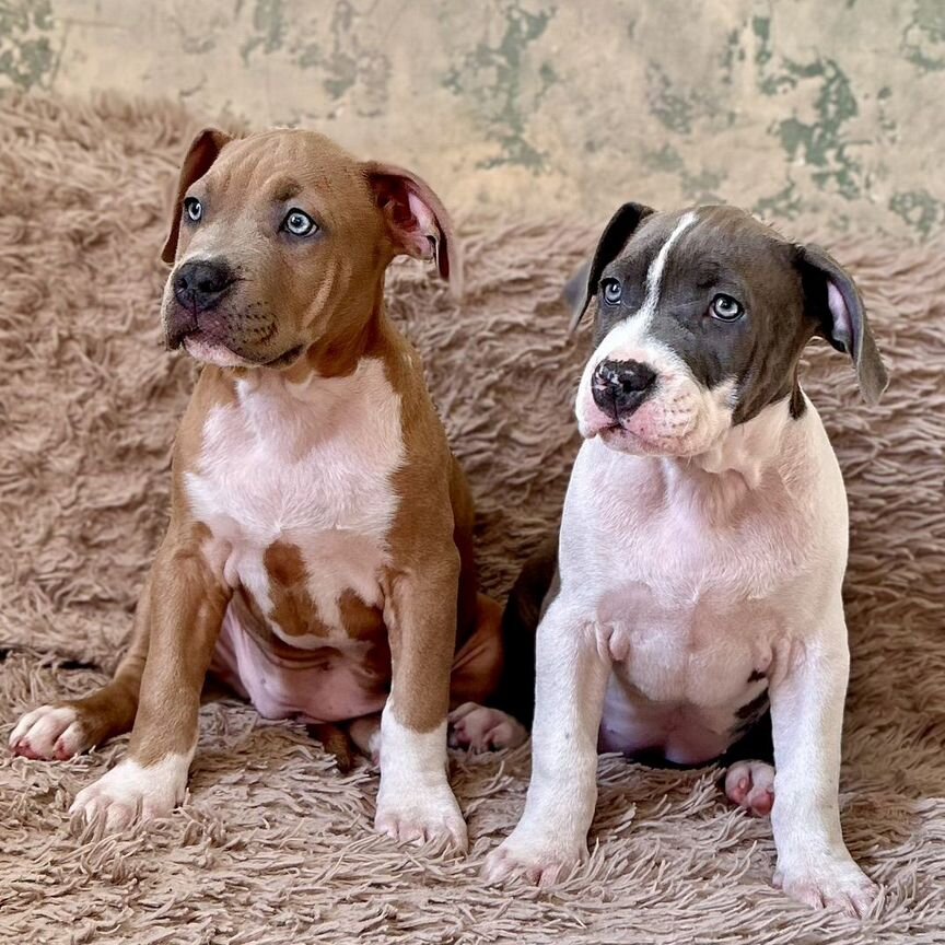 Стаффордширский терьер щенки
