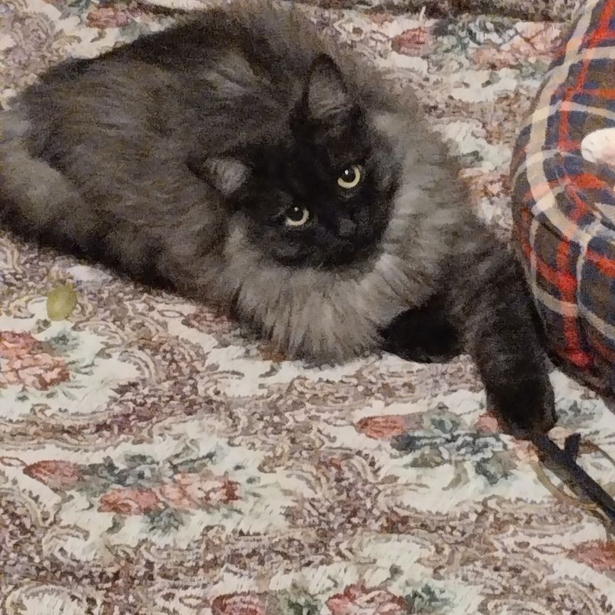Котик нибелунг с ветпаспортом в добрые руки