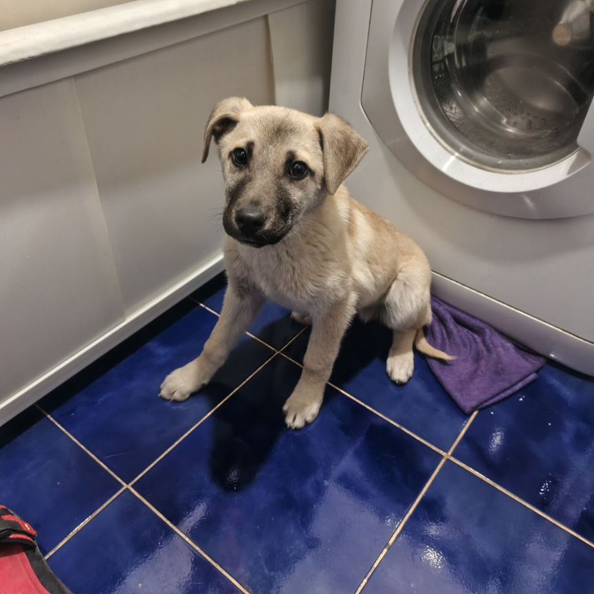 Щенок в добрые руки