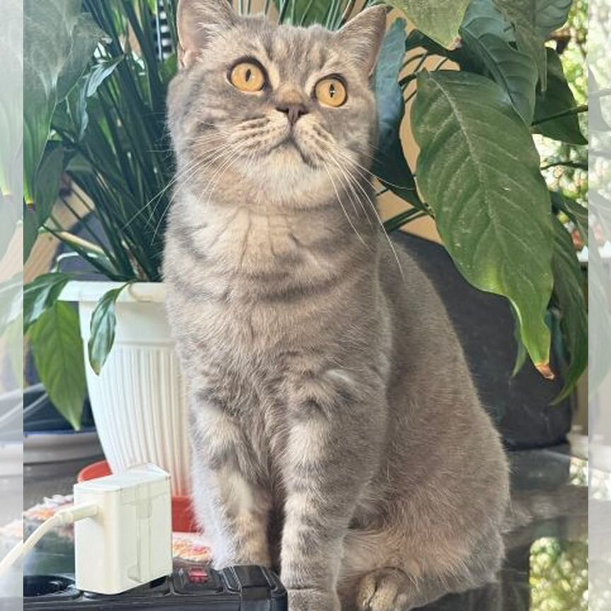 Британская короткошёрстная, взрослая кошка