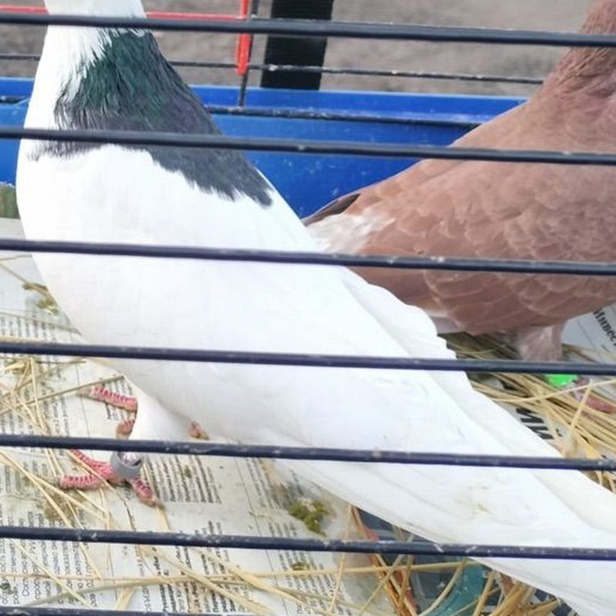 Ижевские голуби