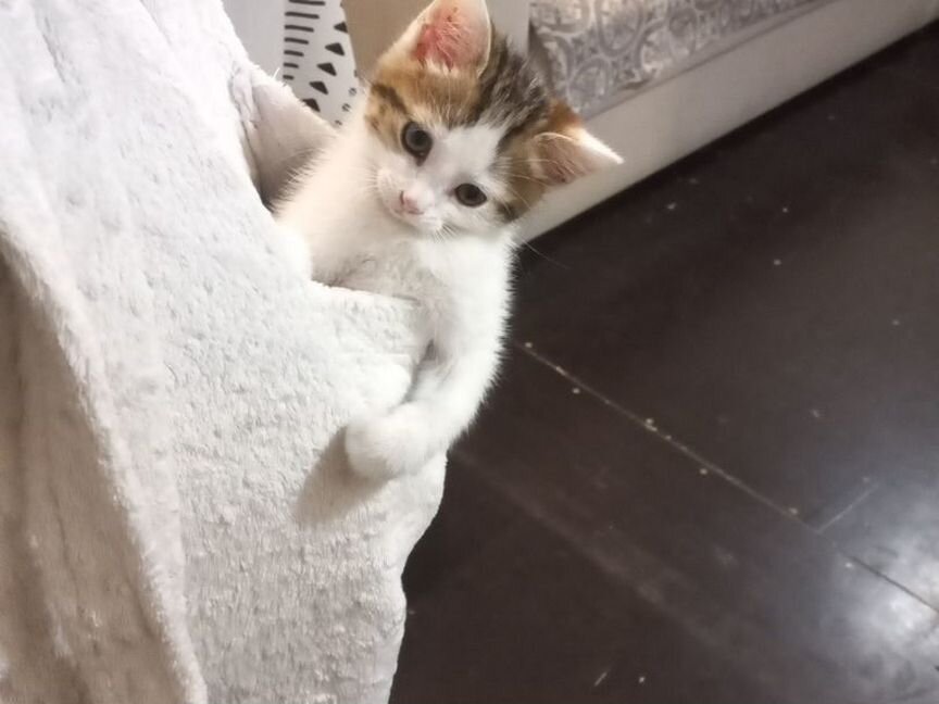 Котенок 2 месяца