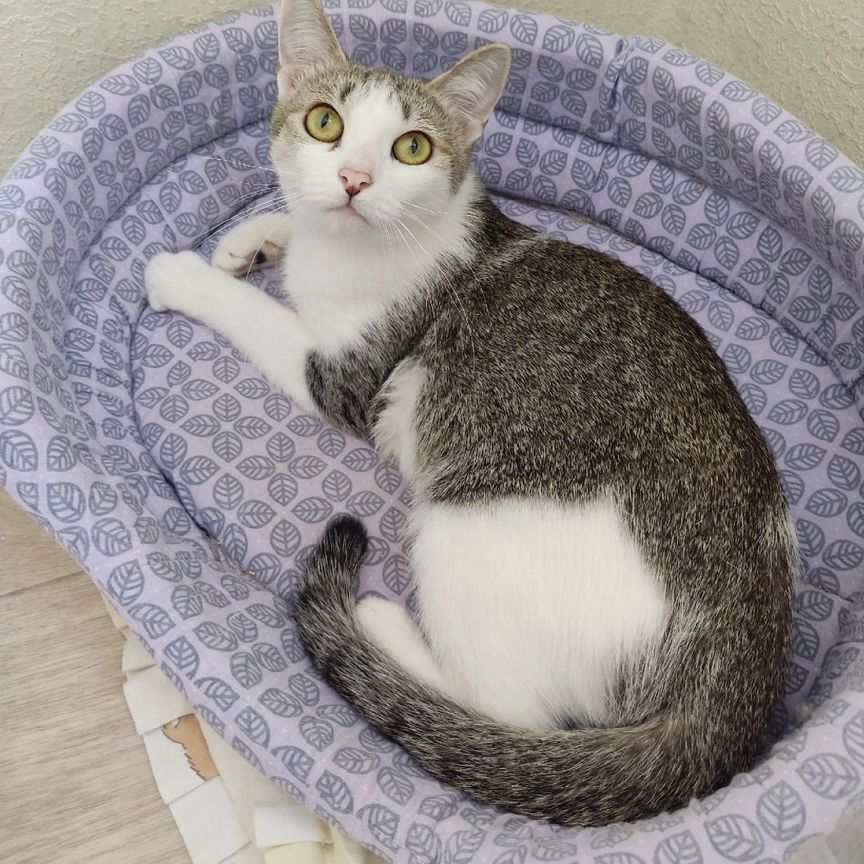 Кошки в добрые руки