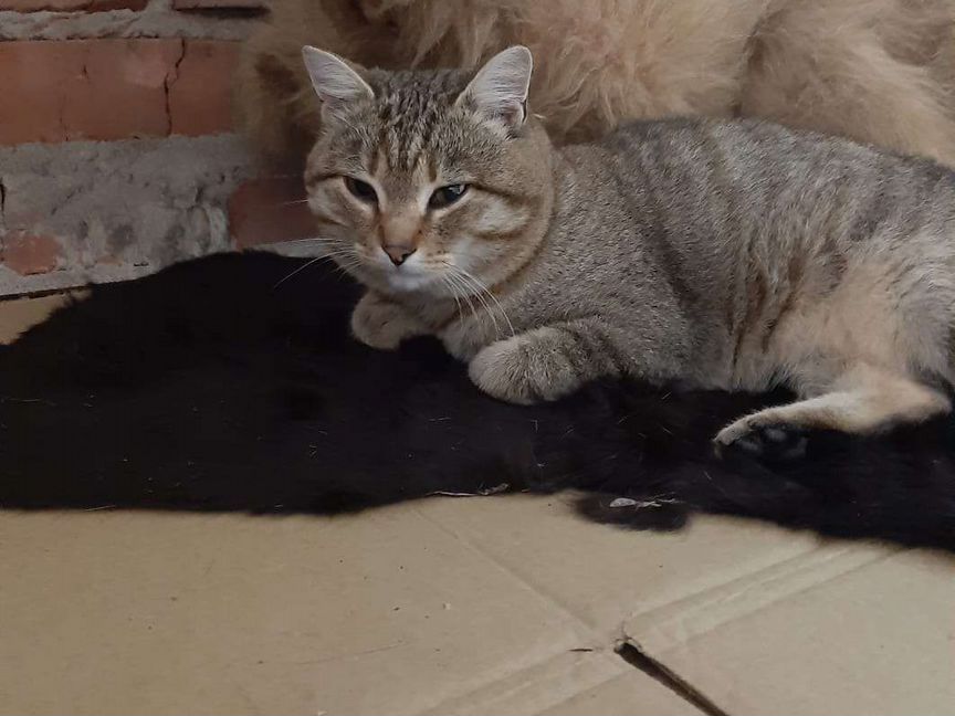 Котик выживает в подвале
