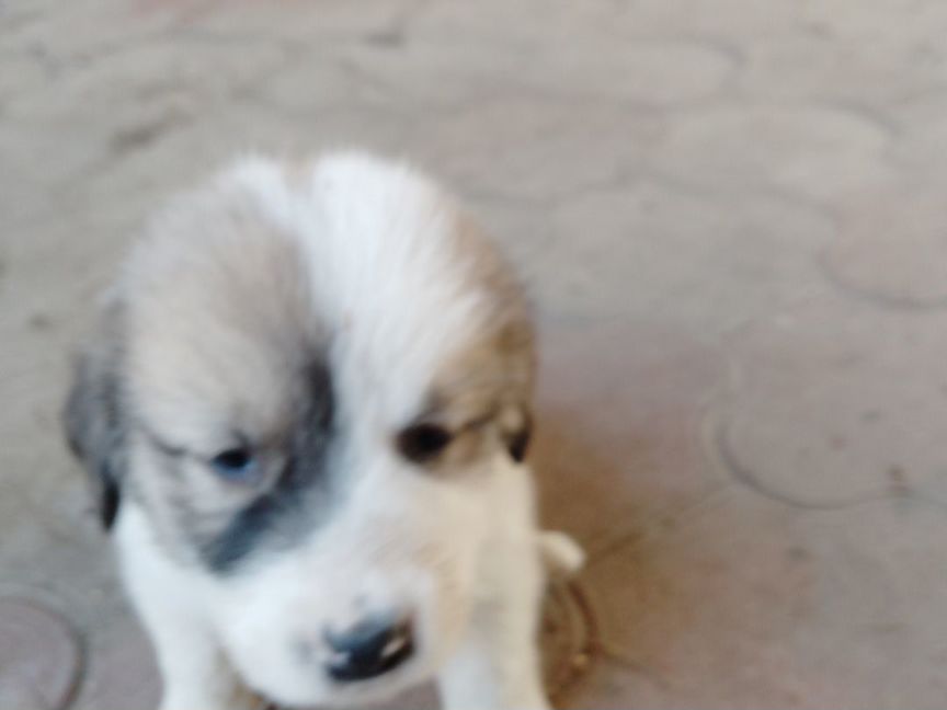 Продажа щенков Алабая