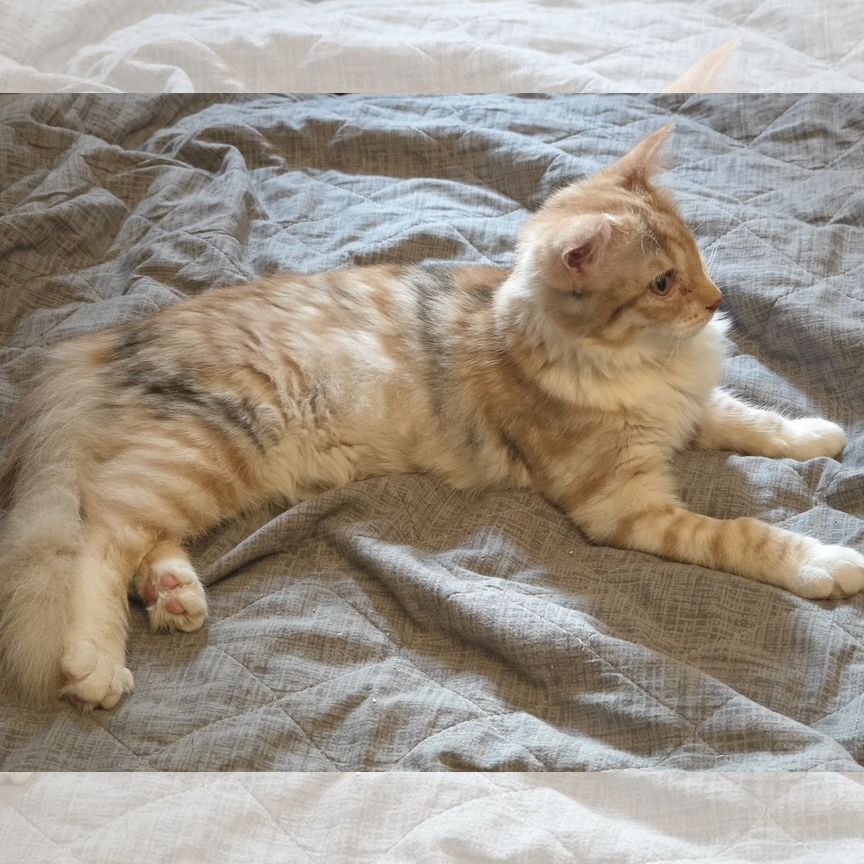 Бесплатно Котенок Пират