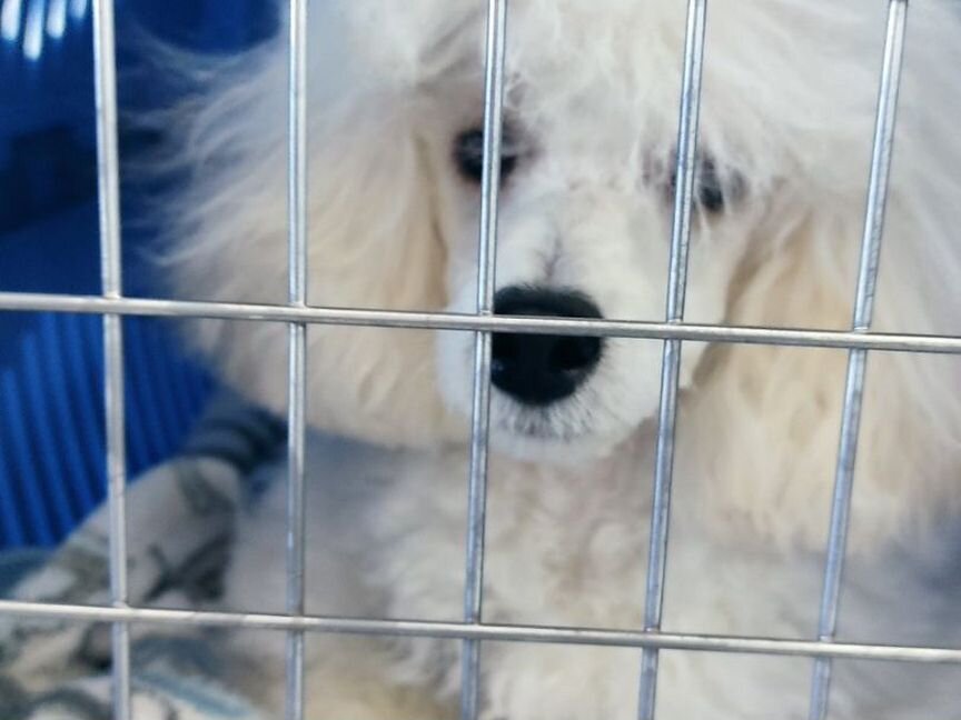 Белый пудель на фотосъёмку