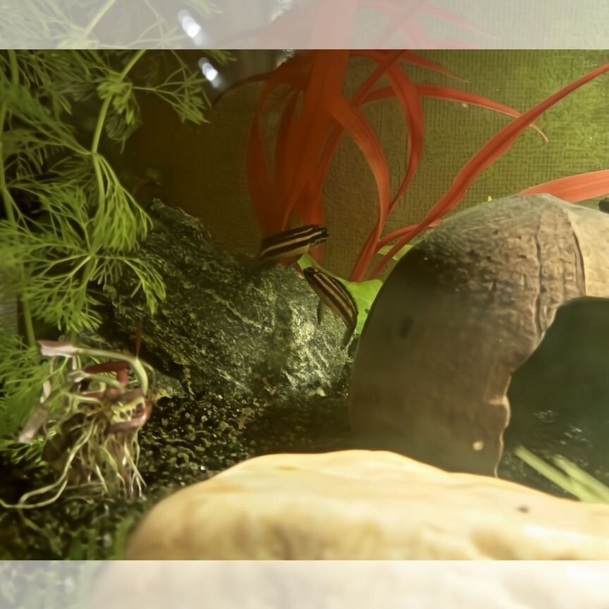 Рыбки цихлиды