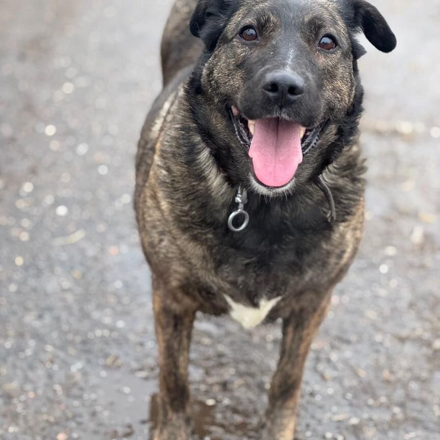 Собака в добрые руки