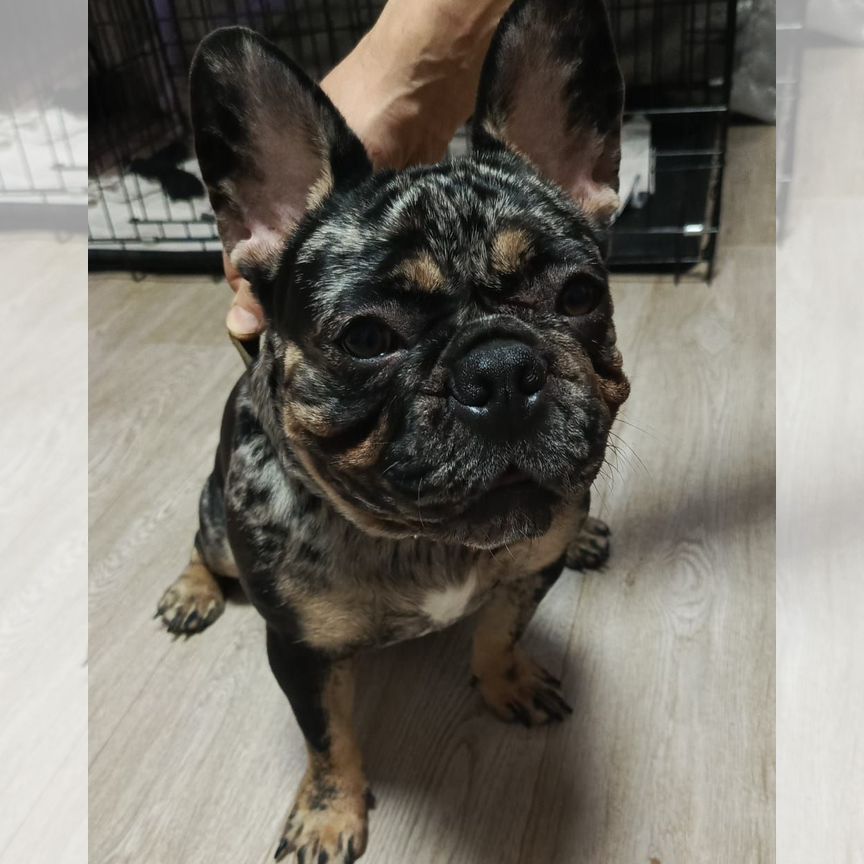 Французский бульдог