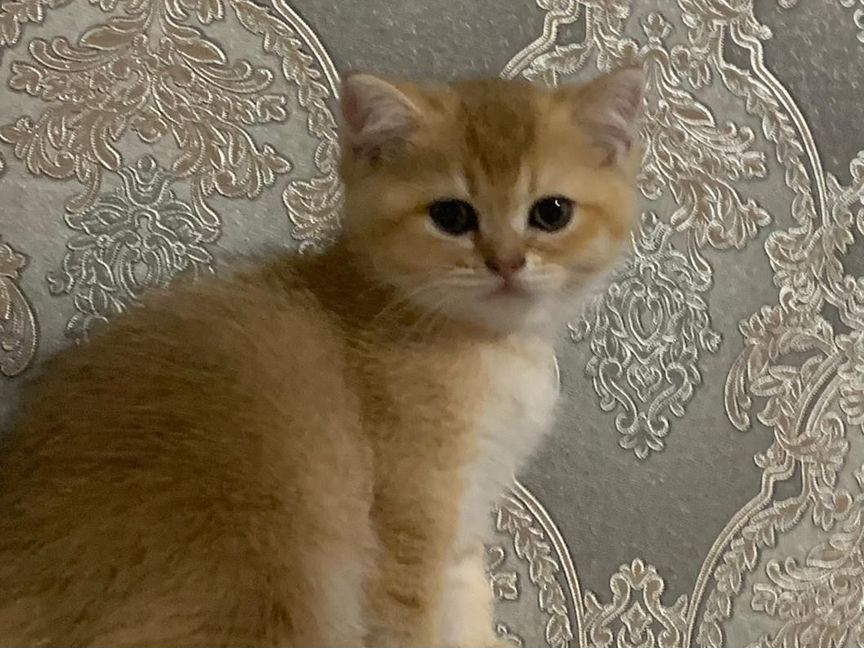 Шотландские вислоухие котята