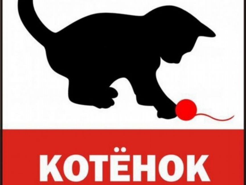 Домашние животные котята