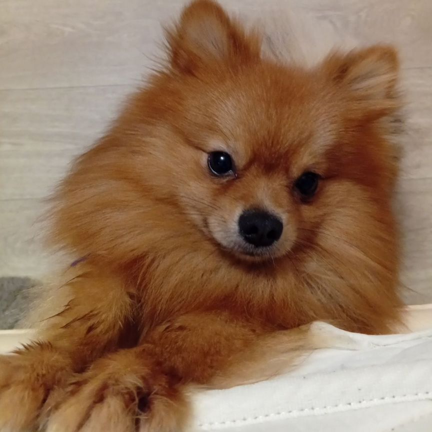 Померанский шпиц, взрослая собака