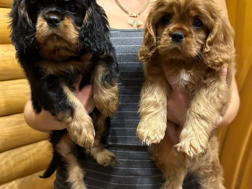 Шикарные щенки кавалер Кинг Чарльз спаниель