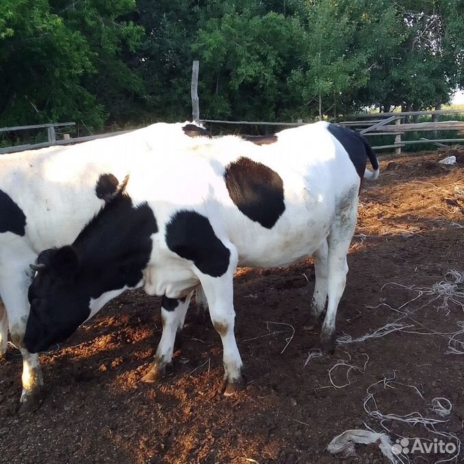 Продам коров