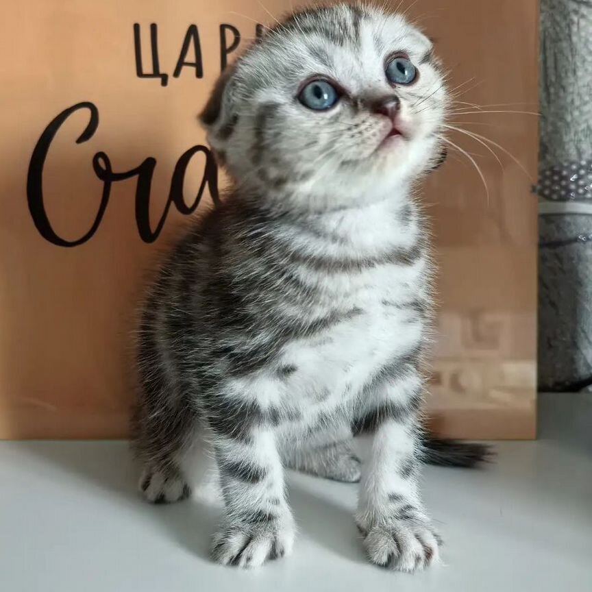 Шотландский вислоухий короткошёрстный котёнок