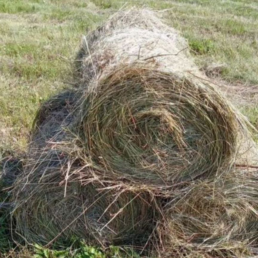 Сено в рулонах
