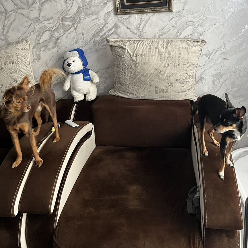 Русский той-терьер, щенок