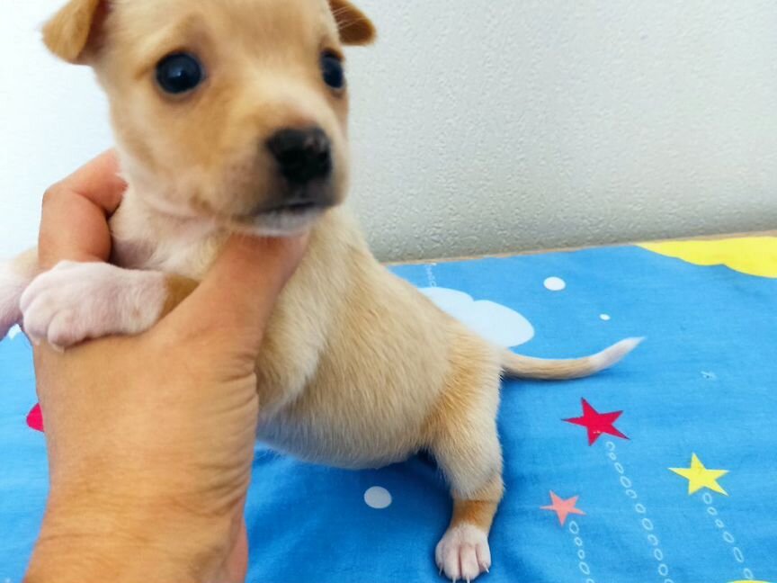 Маленькие собаки