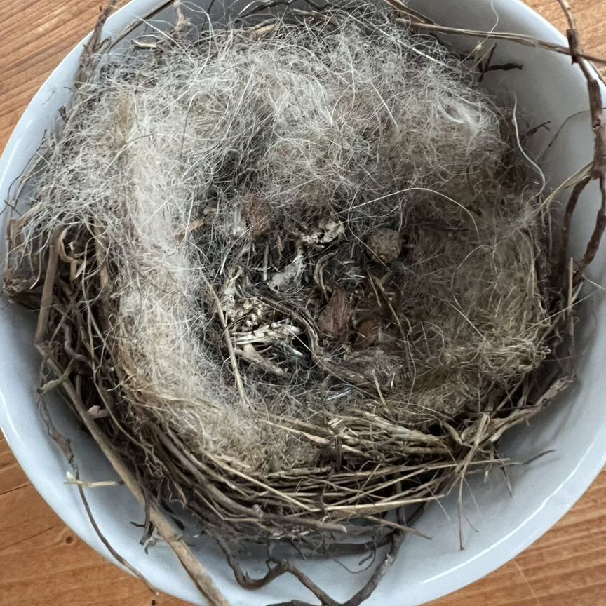 Птичье гнездо