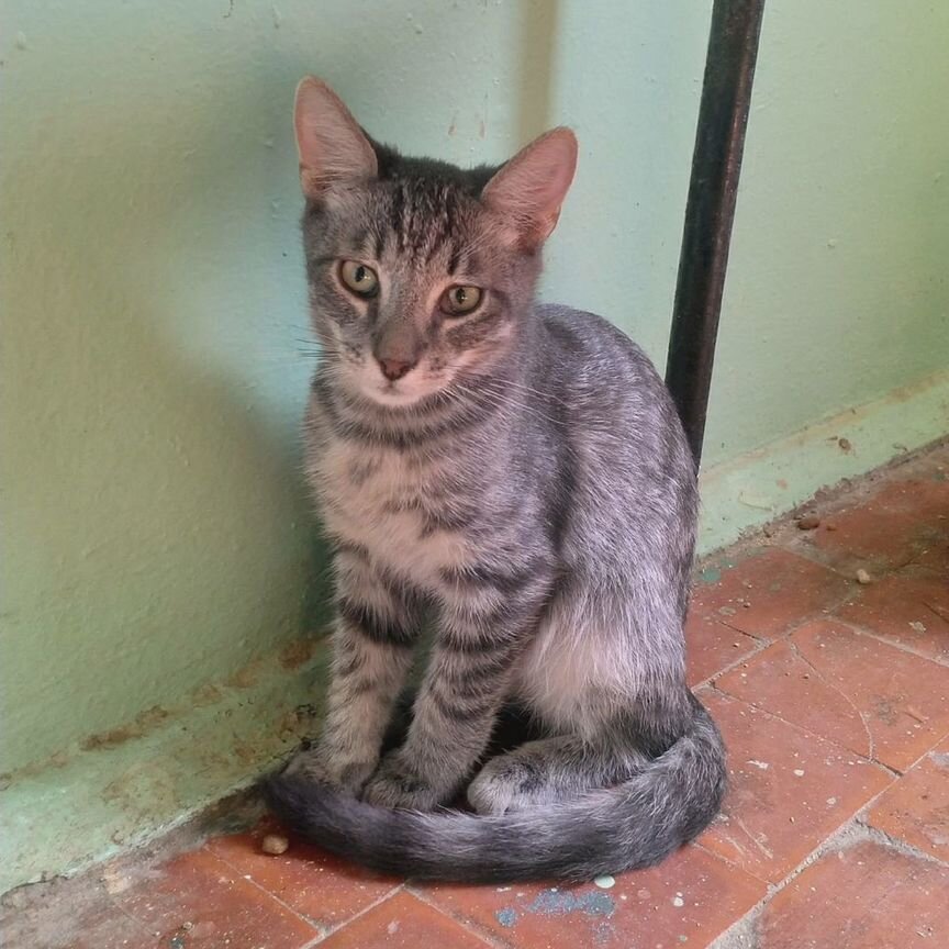 Котенок в добрые руки бесплатно