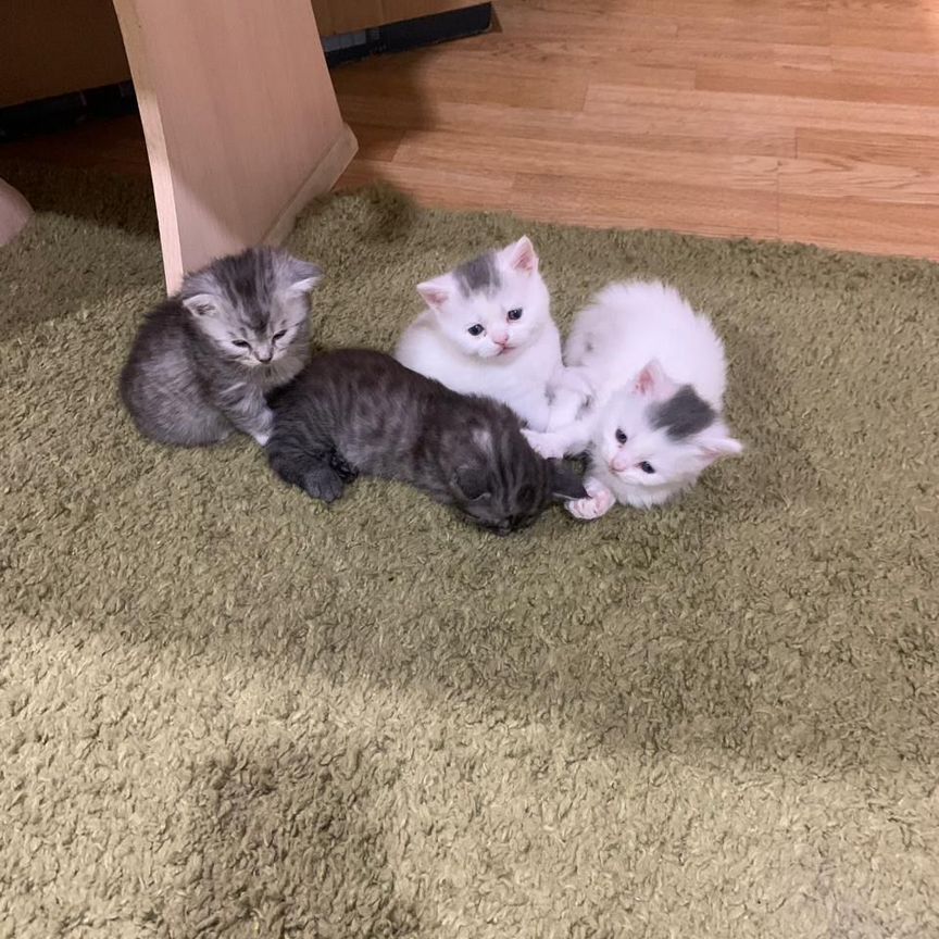 Шотландские котята