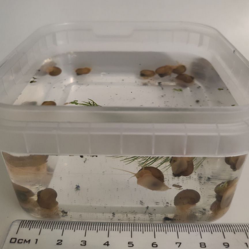 Улитки ампулярии