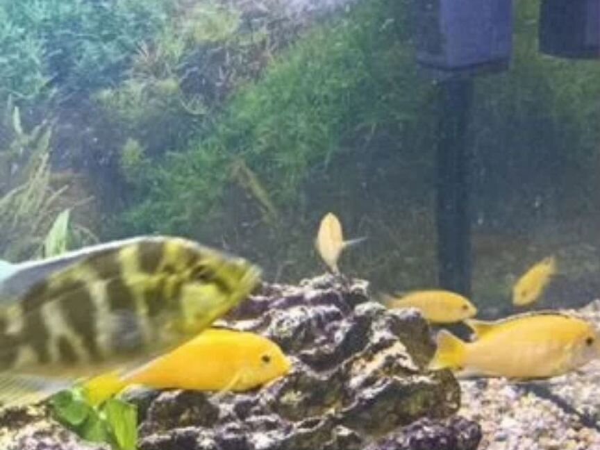 Рыбки. Еллоу