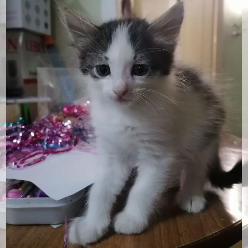 Котенок 1.5 месяца