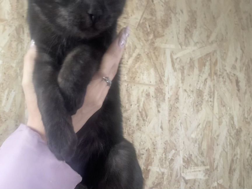 Котик и кошка, кот, кошка