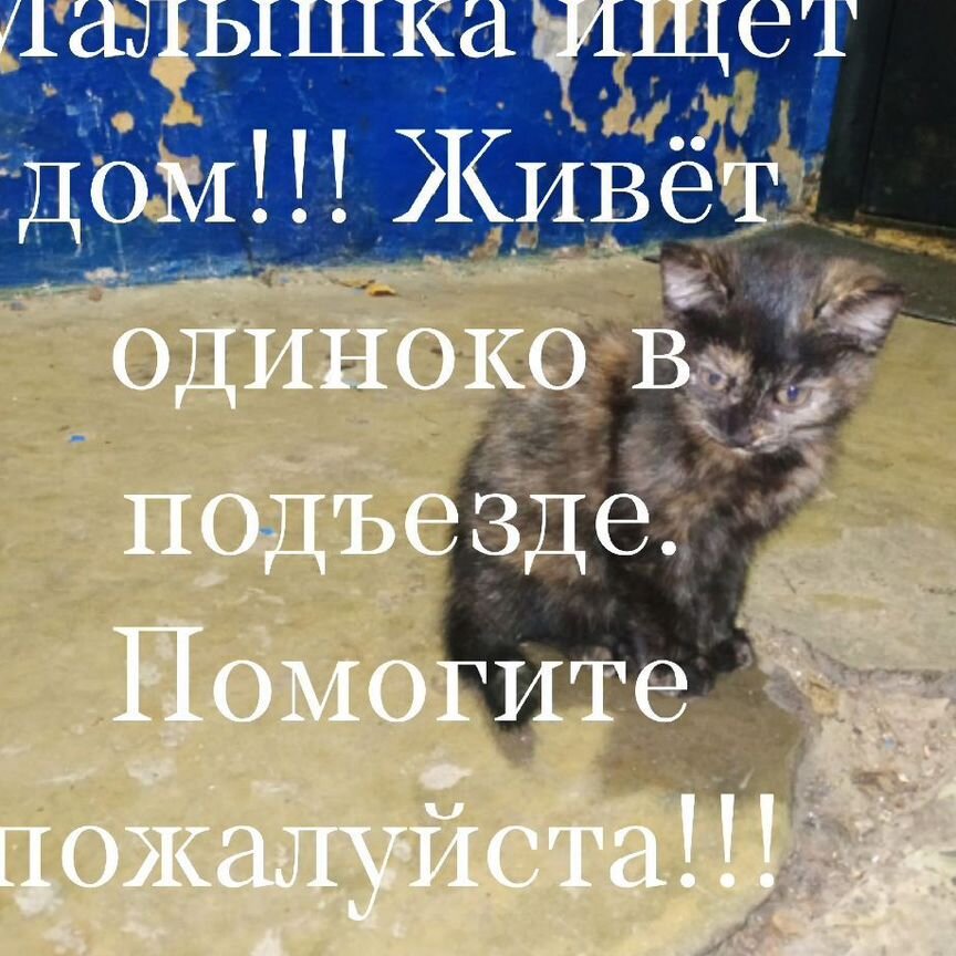 Котёнок в добрые руки