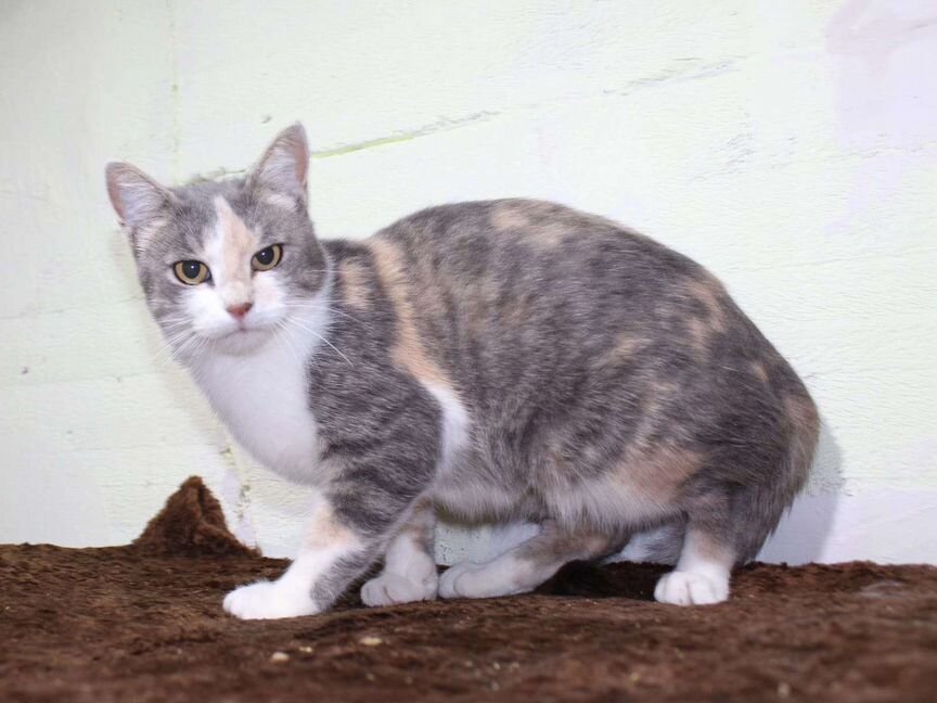 Амели ищет добрые руки