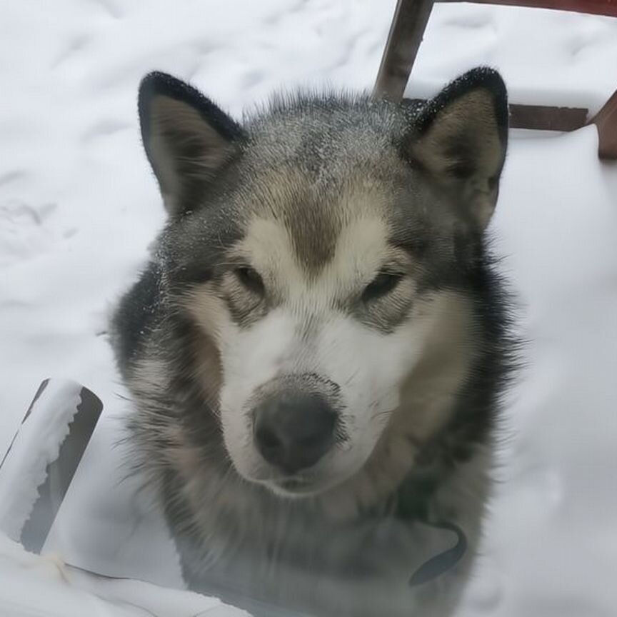 Аляскинский маламут, взрослая собака