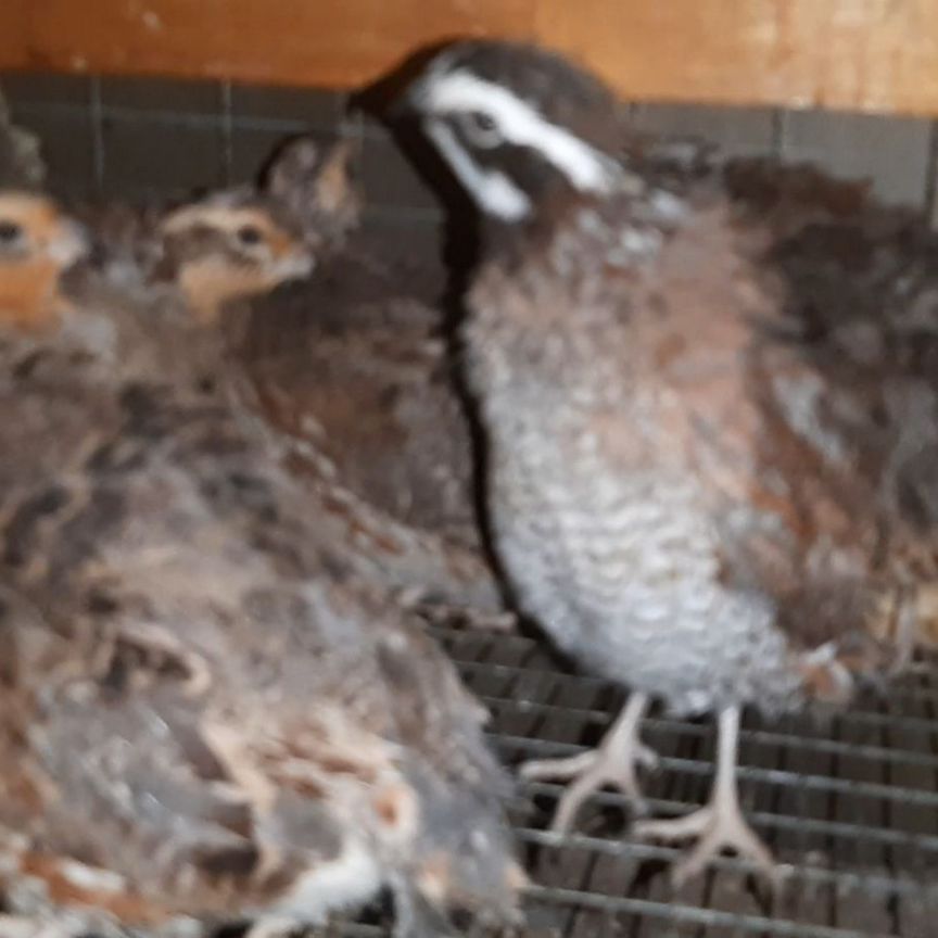 Вергинская куропатка