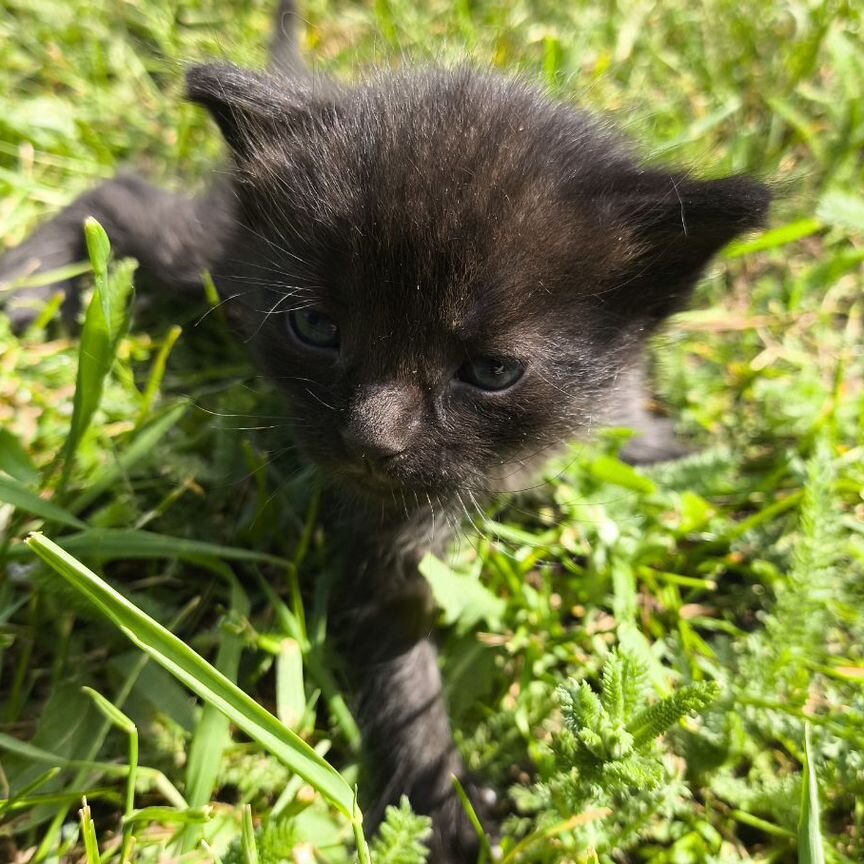 Котёнок в добрые руки