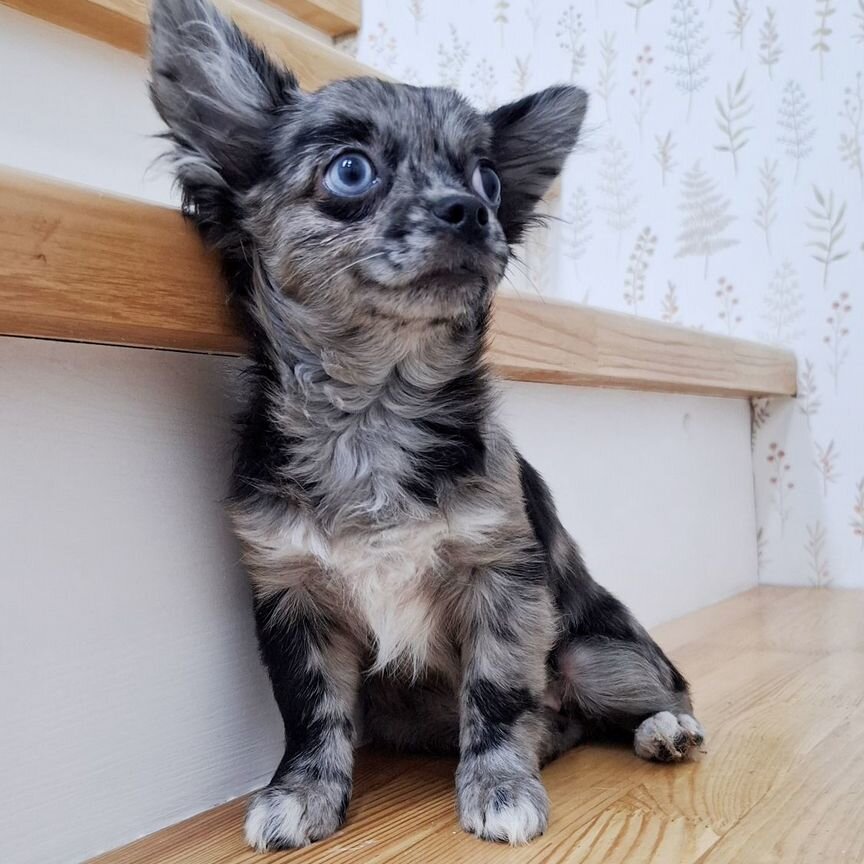 Чихуахуа, щенок