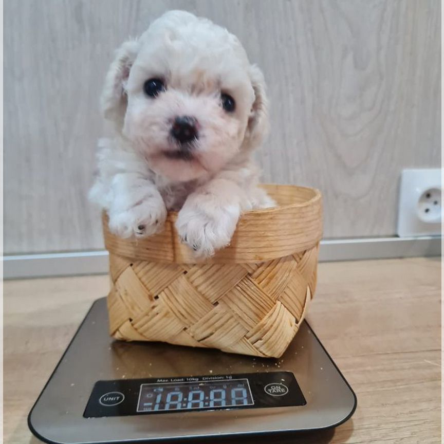 Щенки бишон фризе мини